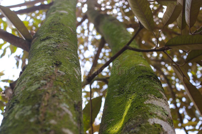 406 Big Durian Tree Stock Photos - Free & Royalty-Free Stock Photos ...
