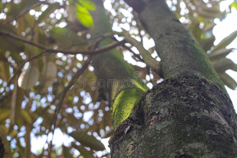 406 Big Durian Tree Stock Photos - Free & Royalty-Free Stock Photos ...