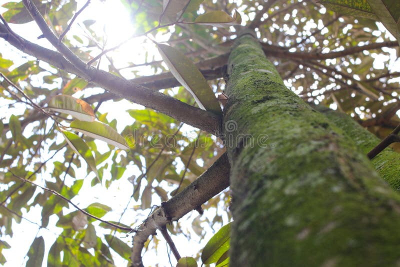 406 Big Durian Tree Stock Photos - Free & Royalty-Free Stock Photos ...