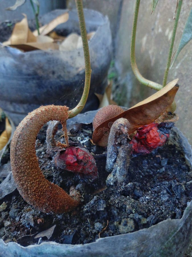 Durian Tree Trunk that Has Just Grown from the Seed Stock Image - Image ...