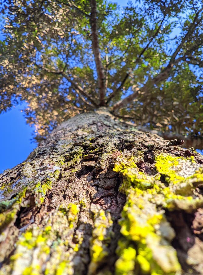 Durian Tree with Unique Skin Stock Image - Image of skin, tree: 278136741