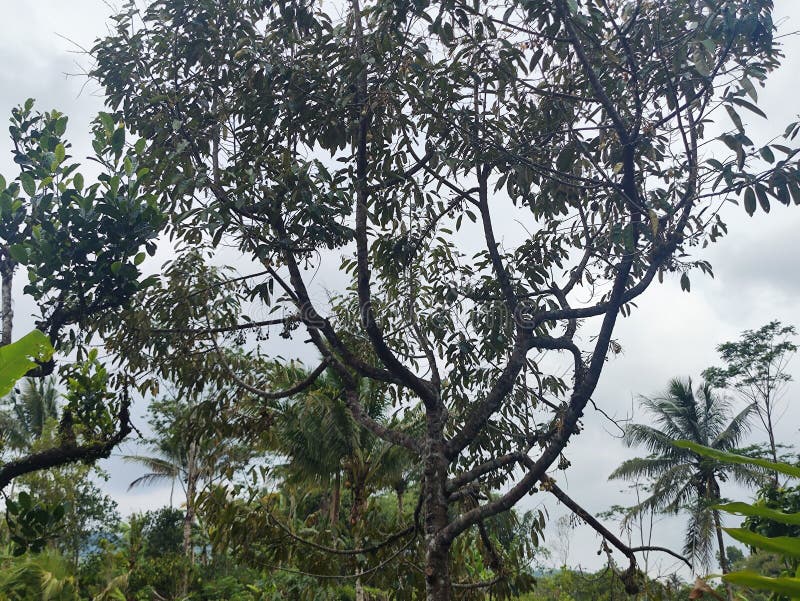 Durian Trees Bear Abundant Fruit Stock Photo - Image of season, flower ...