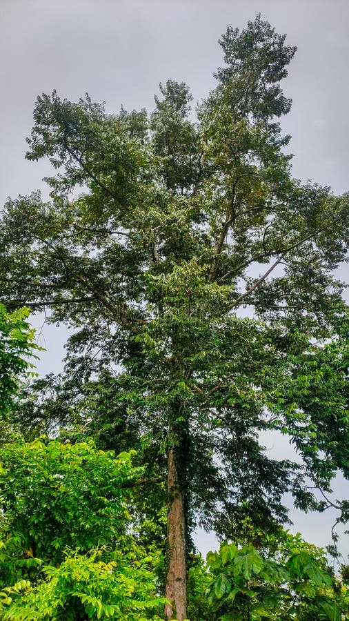 Durian Trees Grow Tall with Dense Leaves Stock Image - Image of branch ...