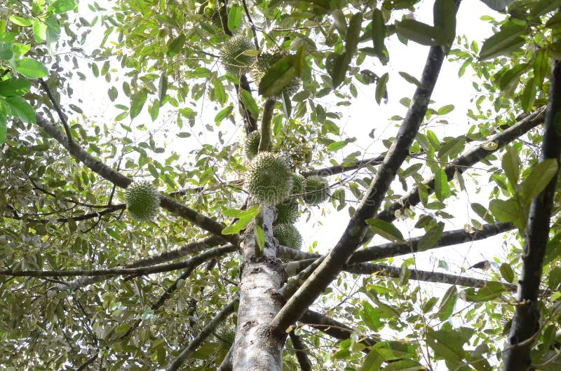 Durian Trees in the Garden. Seasonal, Shape. Stock Image - Image of ...