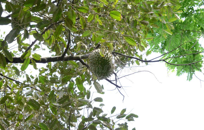 Durian Trees in the Garden. Seasonal, Shape. Stock Image - Image of ...