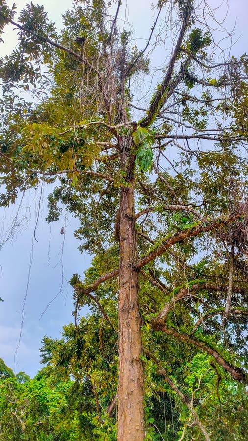 Durian Trees that are Old and Unproductive Stock Image - Image of leaf ...