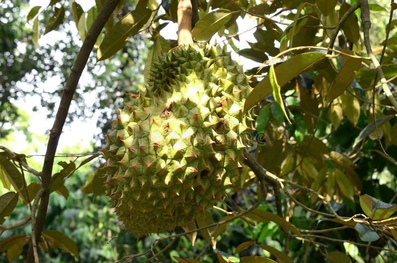 Durian Trees in the Garden. Seasonal, Shape. Stock Photo - Image of ...