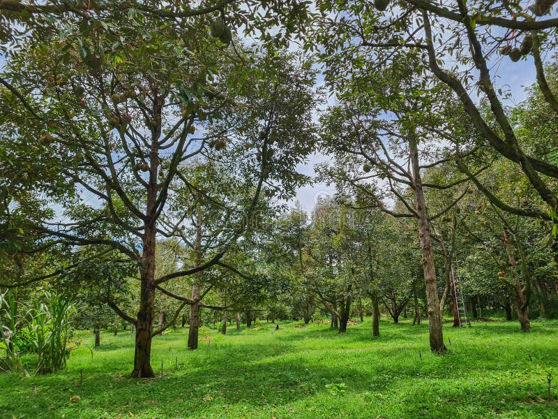 Durian Trees in an Orchard in Rayong, Thailand Stock Photo - Image of ...