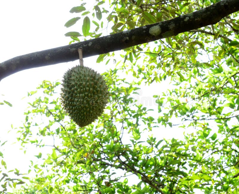 Durian Trees in the Garden. Seasonal, Shape. Stock Image - Image of ...