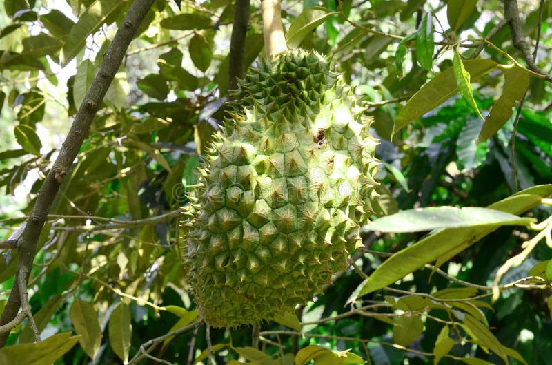 Durian Trees in the Garden. Seasonal, Shape. Stock Image - Image of ...