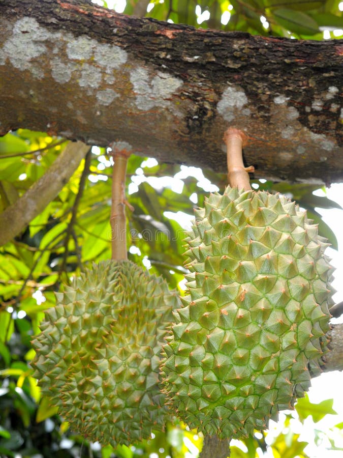 Durian trees stock image. Image of durian, branch, green - 43526047