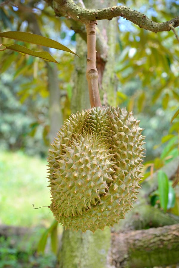 Durian trees stock image. Image of durian, branch, green - 43526047