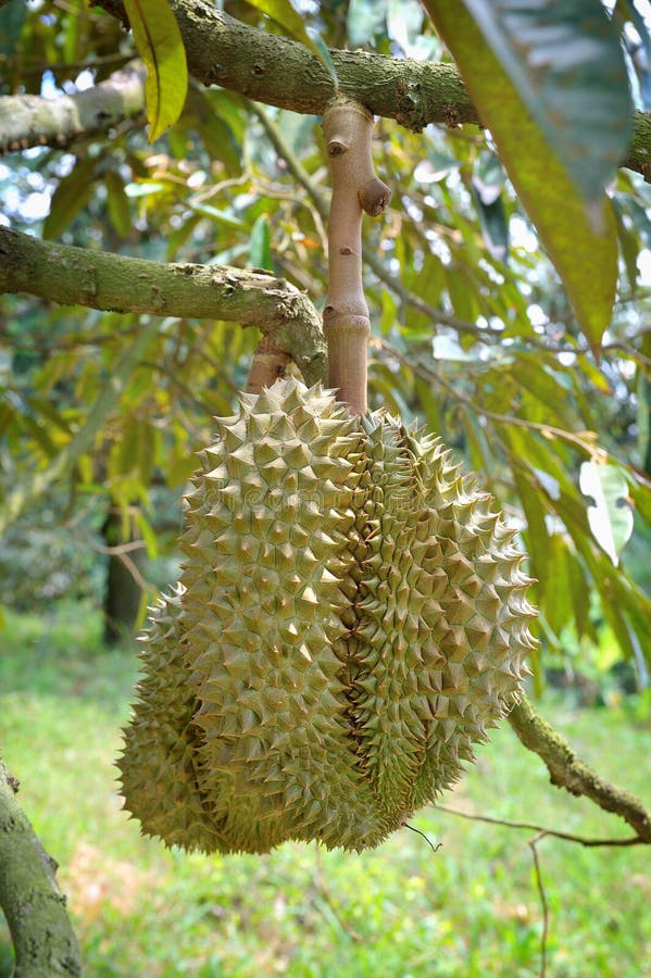 Durian trees stock image. Image of durian, branch, green - 43526047