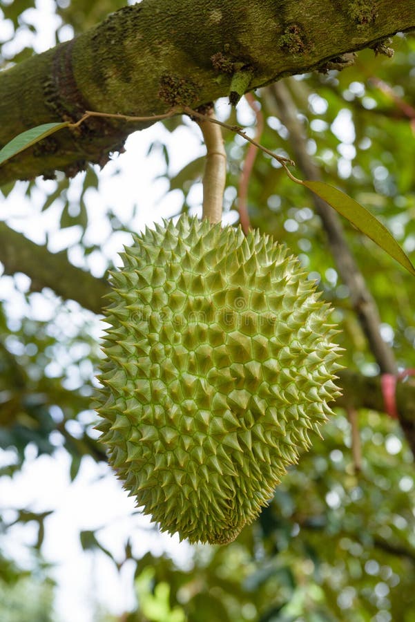Durian Tree Leaves