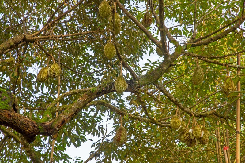 Durian trees stock photo. Image of delicious, asia, tasty - 95373738