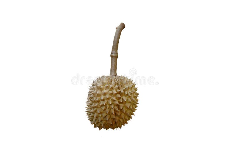 Durian Fruit Isolated on White Background. King of Fruits. Stock Photo ...
