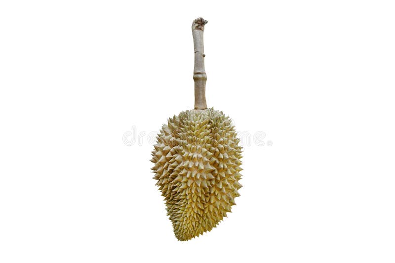 Durian Fruit Isolated on White Background. King of Fruits. Stock Photo ...