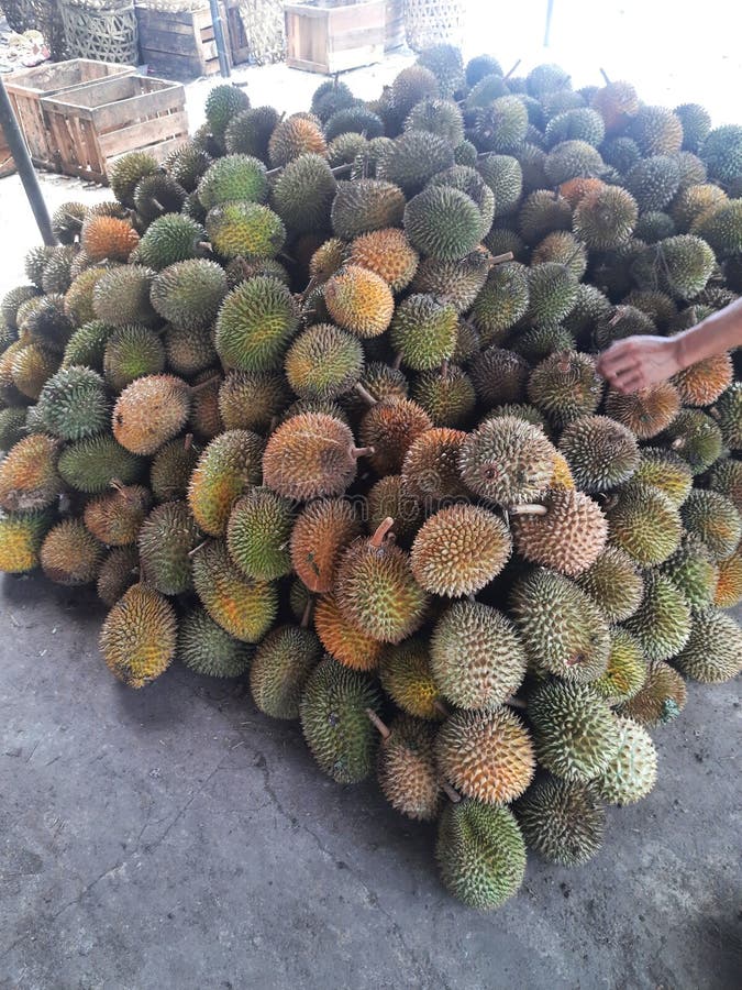 Durian is the Sharp-skinned Tropical Fruit Has a Strong Aroma Stock ...