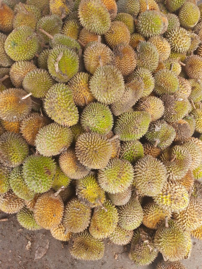 Durian is the Sharp-skinned Tropical Fruit Has a Strong Aroma Stock ...