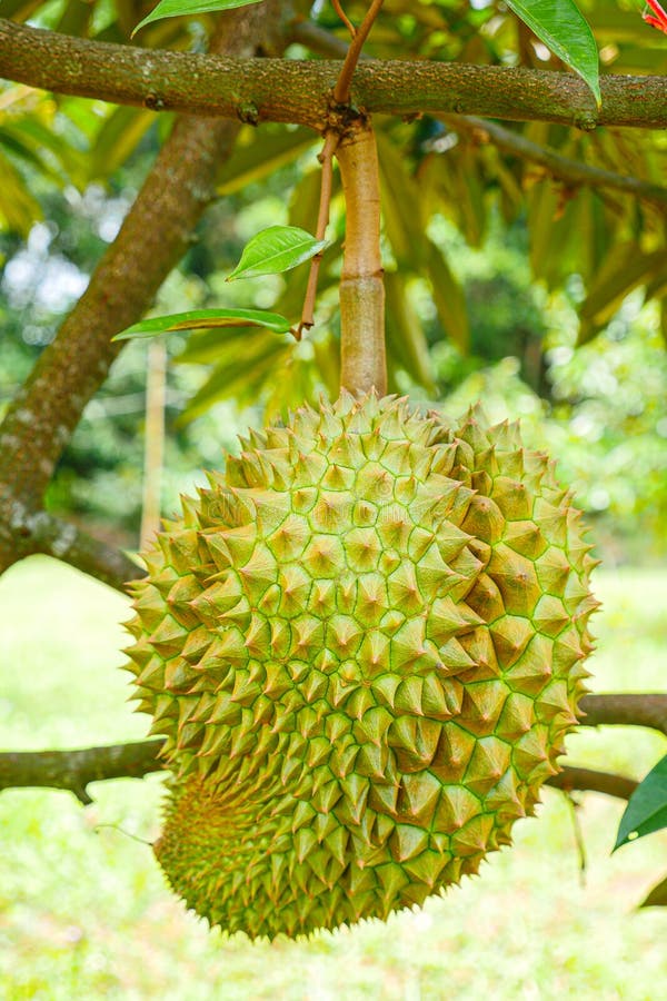 Durian Tropical Fruit on Durian Tree Plant in Garden . Stock Image ...