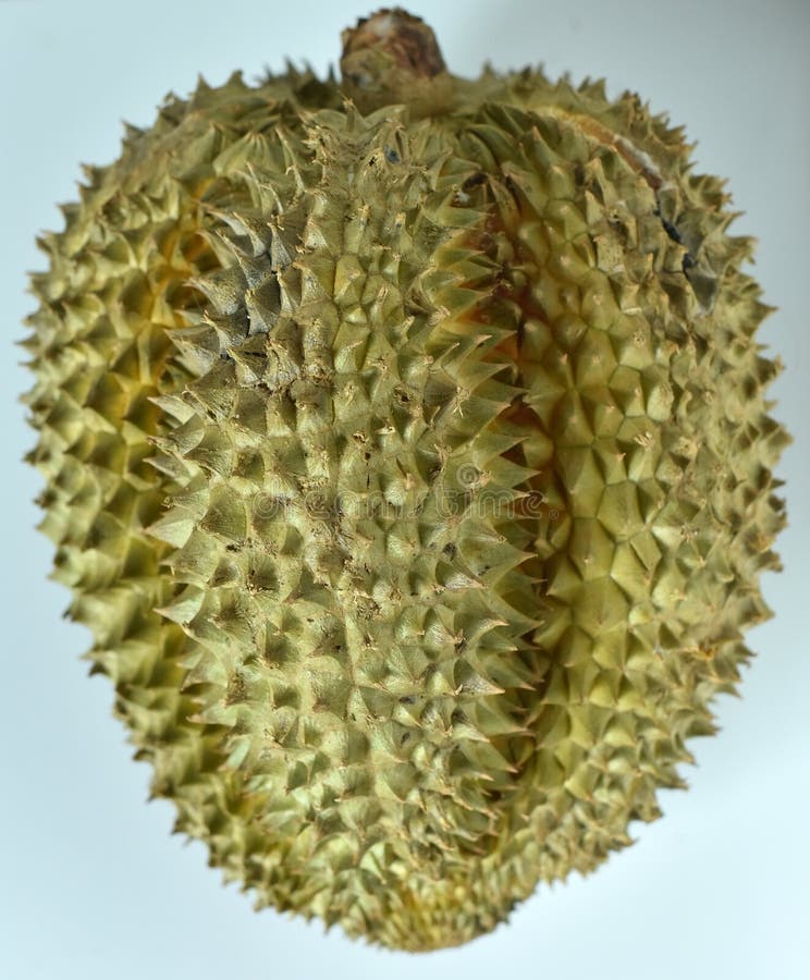 A Durian on a White Background Stock Photo - Image of organic, durians ...