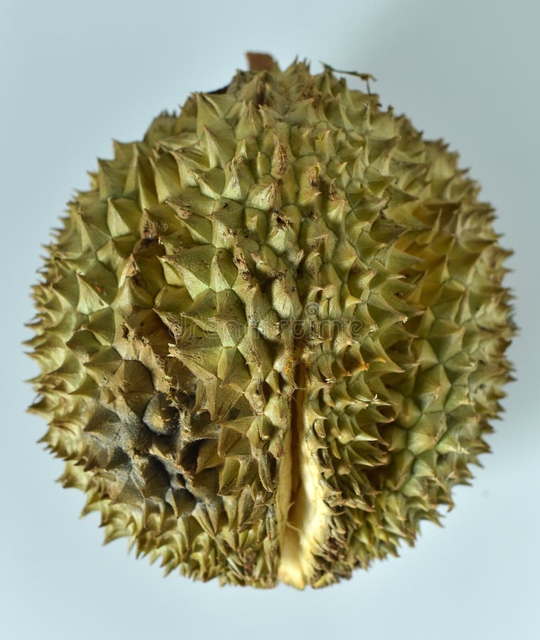 A Durian on a White Background Stock Image - Image of durians, organic ...