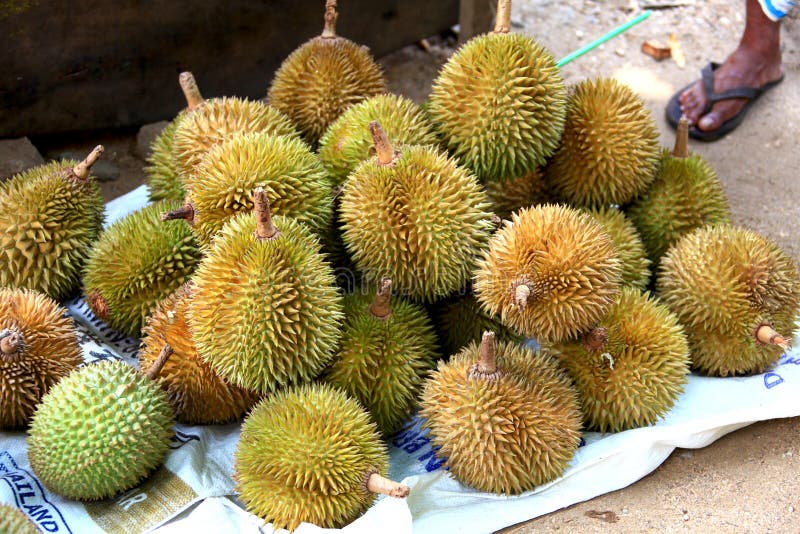 Durian-Frucht stockfoto. Bild von tropisch, gesund, frisch - 11816014