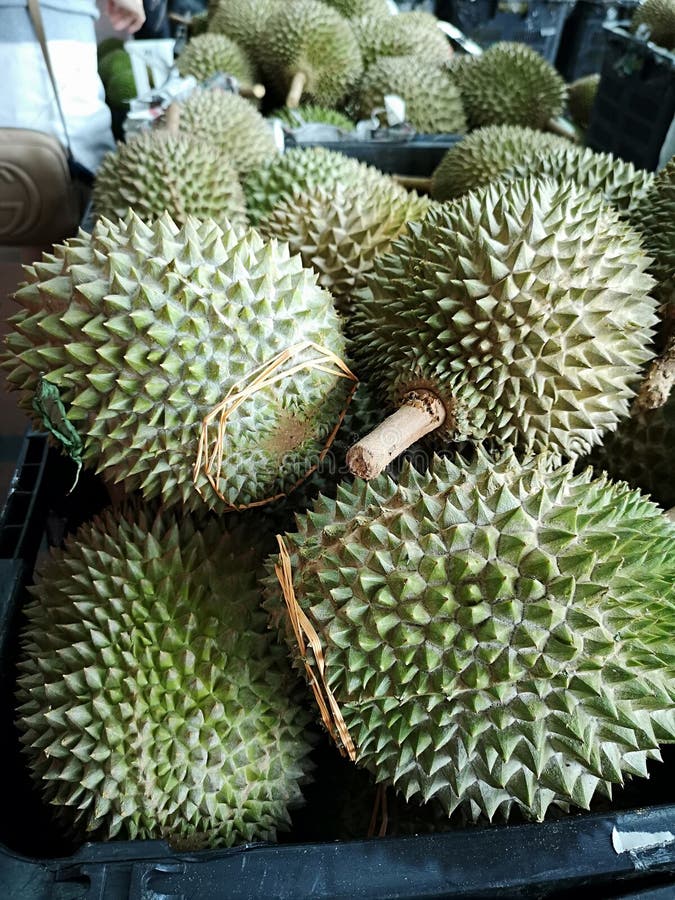 Durians Durians stockbild. Bild von malaysia, grün, hülse - 128128747