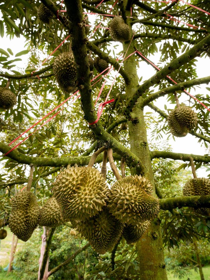 Durians Forest Photos - Free & Royalty-Free Stock Photos from Dreamstime
