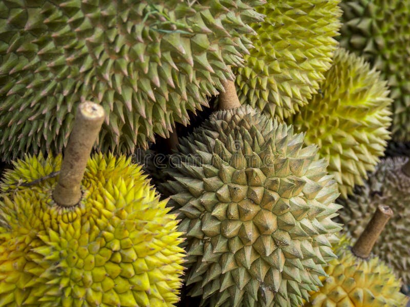 Pile of Durians after Harvest with Another Durians on Background. Stock ...