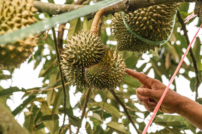 Durians on the Durian Tree in Durian Orchard, Durian Farmer Stock Image ...