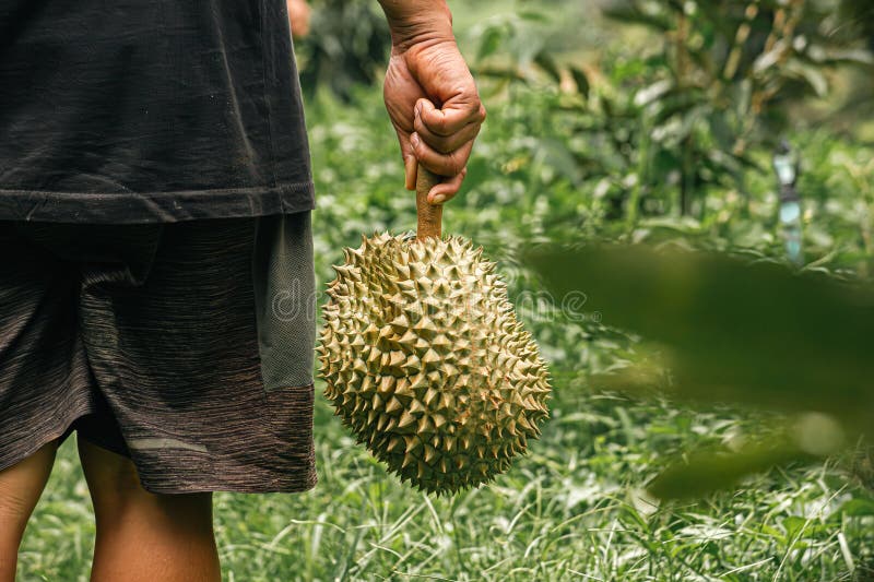 Durians on the Durian Tree in Durian Orchard, Durian Farmer Stock Photo - Image of hand, active ...