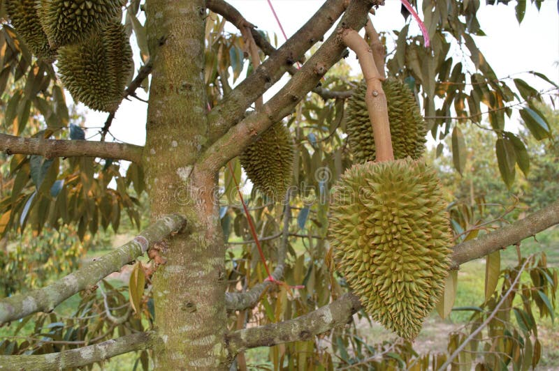 Durians on the Durian Tree in Durian Orchard Stock Image - Image of ...