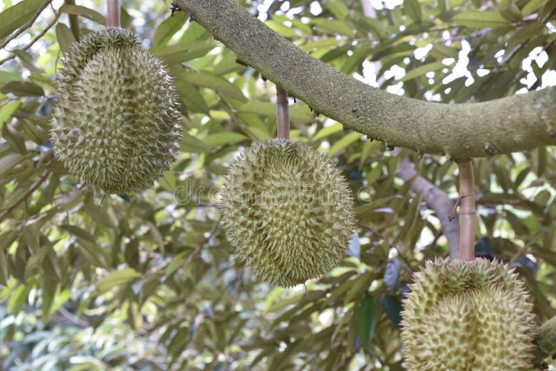 Durians on the Durian Tree in Organic Durian Orchard Stock Image ...