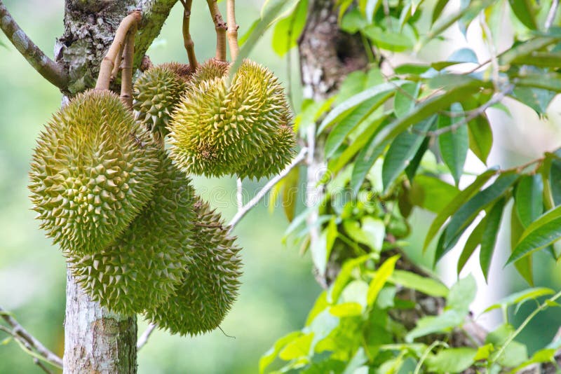 Durians On The Durian Tree In Durian Orchard . King Of Fruit. Fresh ...