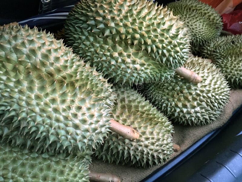 Durians stock photo. Image of asian, durian, sweet, fruits - 75247800