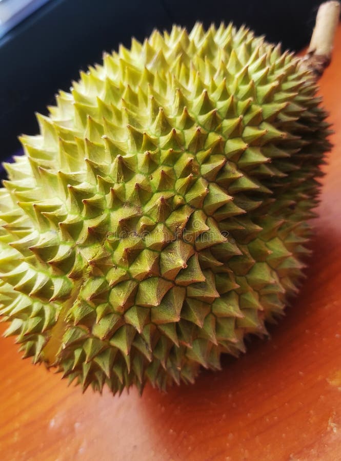 274 Durians Indonesia Stock Photos - Free & Royalty-Free Stock Photos ...