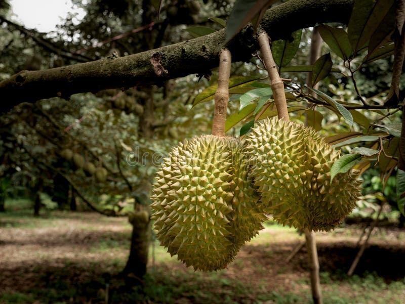 Durians Hanging on the Tree Stock Image - Image of forest, beautiful ...