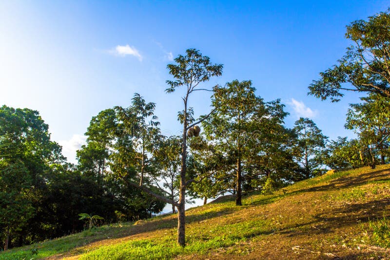 Durians Hanging from Tree in Jungle Forest Stock Image - Image of ...