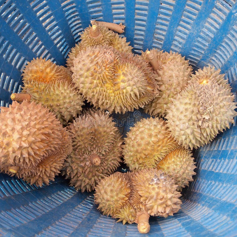 Whole Durians Fruit on the Durian Tree Branch in the Garden of Thailand ...
