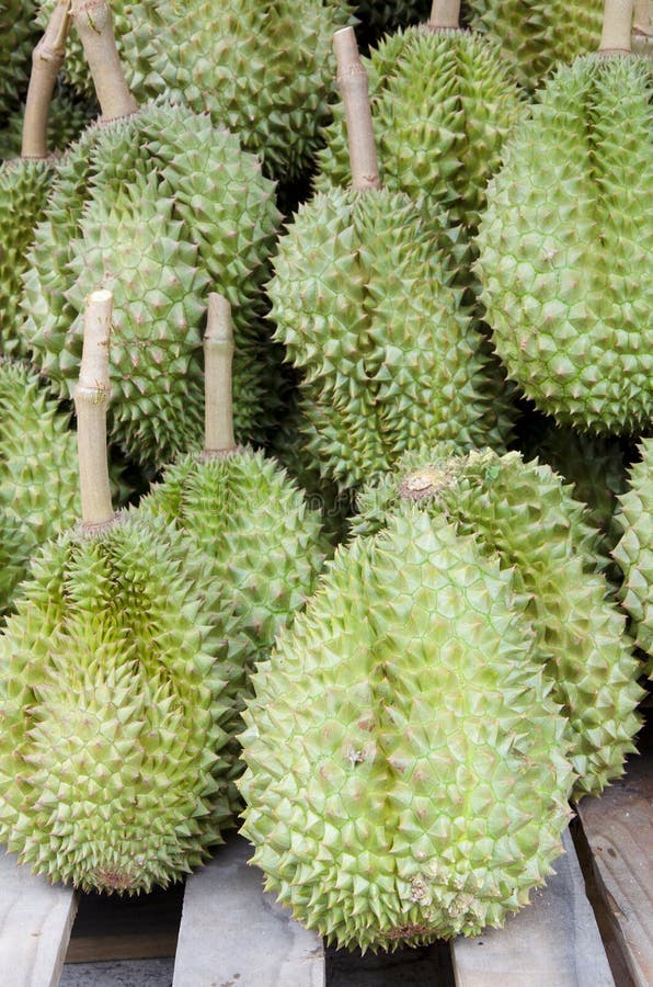 Durians King Baskets Stock Photos - Free & Royalty-Free Stock Photos ...
