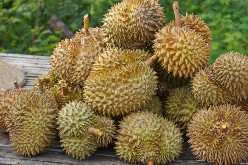 Durians stock photo. Image of pile, asia, yellow, fresh - 34014488