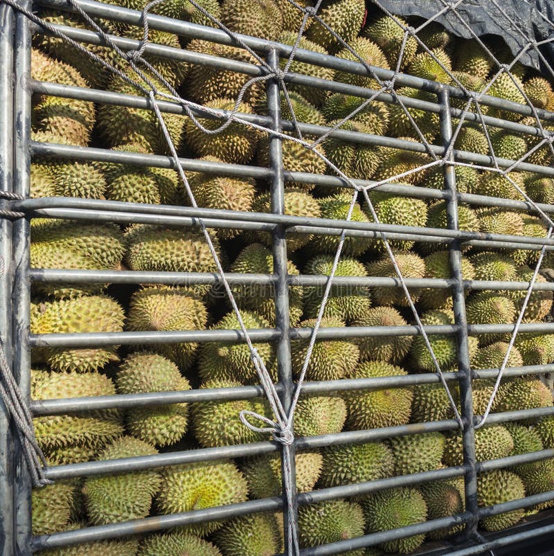 3,049 Durians Stock Photos - Free & Royalty-Free Stock Photos from ...