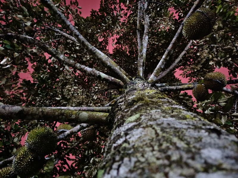 Durians on the Tree stock image. Image of frost, nature - 266487459