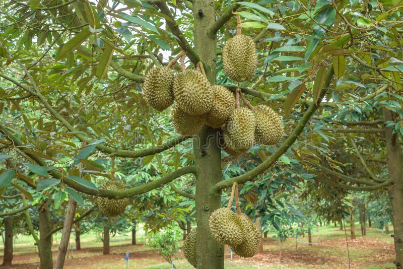 Close Up of Durians Hanging Stock Photo - Image of yellow, natural ...