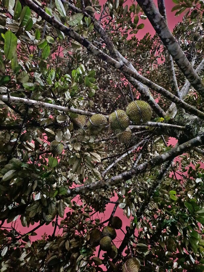Durians on Tree stock photo. Image of shrub, leaf, fruit - 266487452