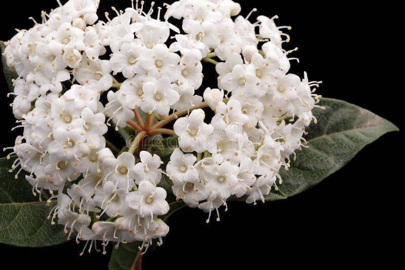 Durillo Plant Stock Photos - Free & Royalty-Free Stock Photos from ...