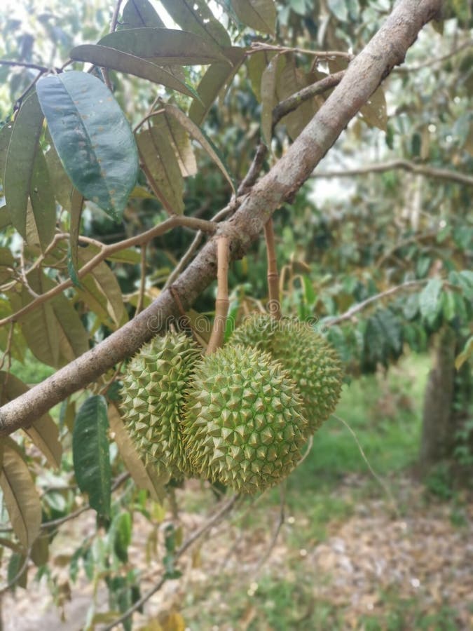 Durio Fruits Hanging on the Tree Branches. Stock Image - Image of ...