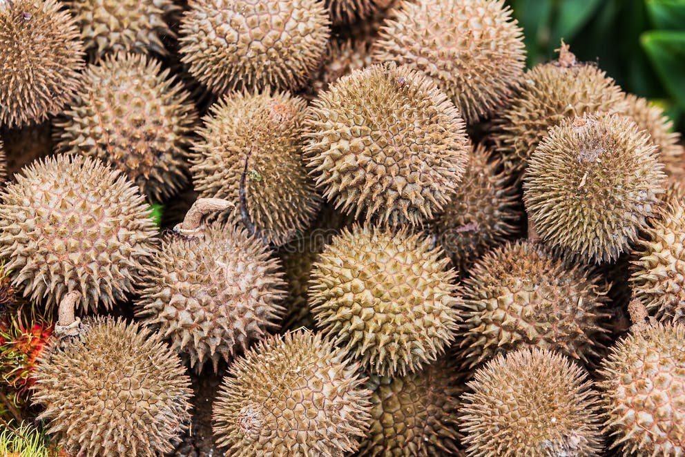 Durio Lowianus stock photo. Image of durio, lowianus - 44323470