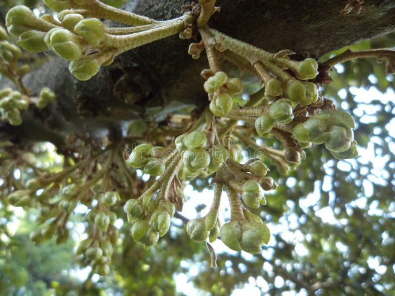 Duriyan Flower of Sri Lanka Stock Photo - Image of southeast, beautiful ...